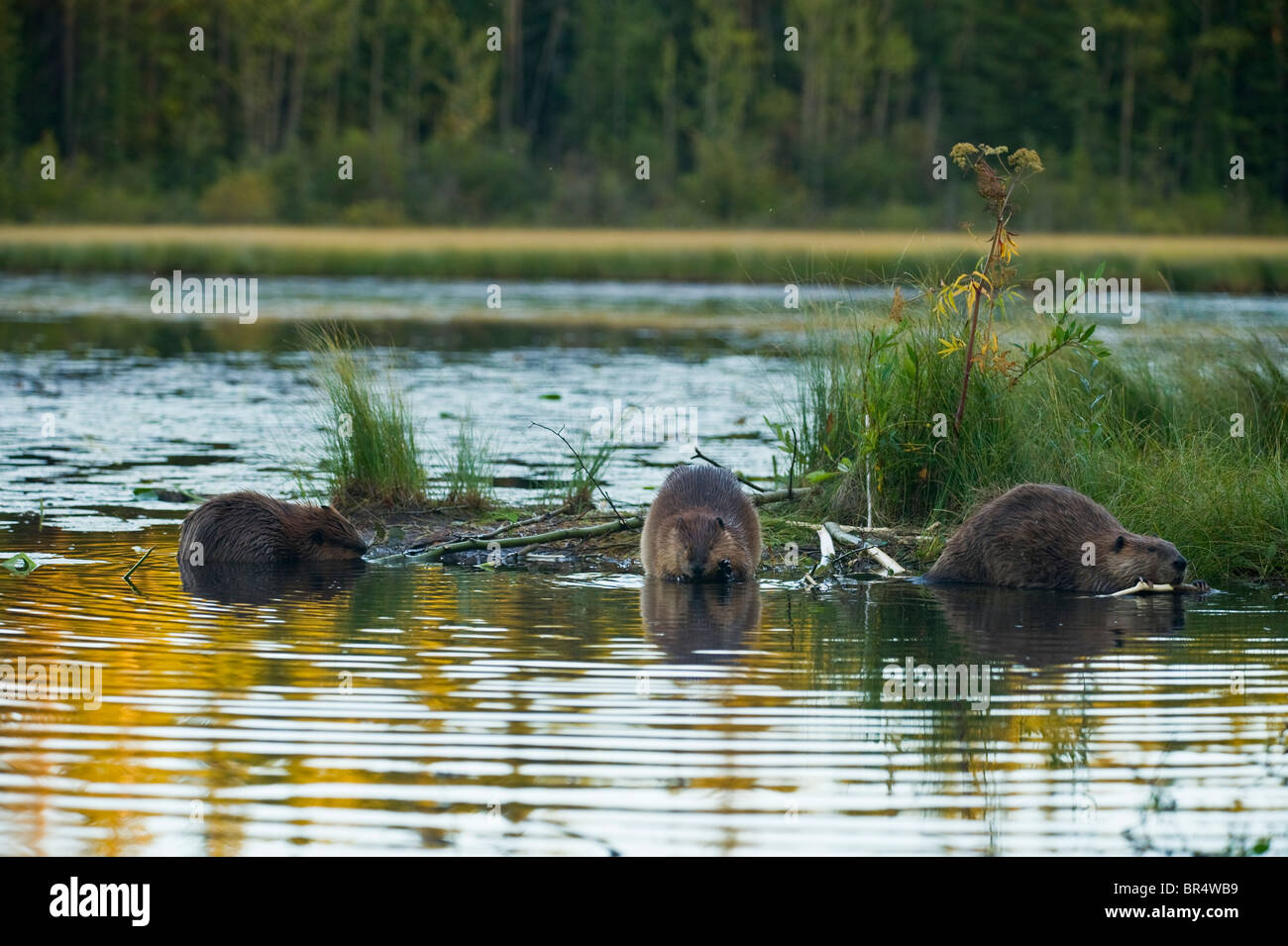 Three wild Canadian beavers foraging and feeding Stock Photo - Alamy