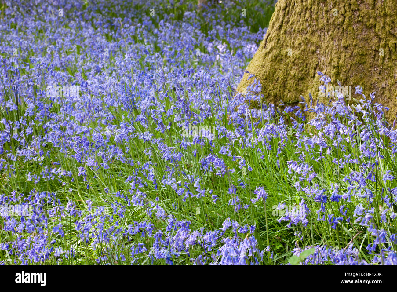 Bluebells in the Forest of Dean at Bradley Hill, Lower Soudley ...