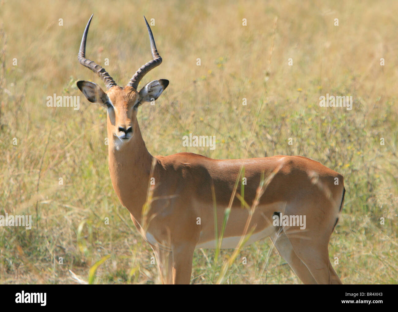 Impala buck profile Stock Photo - Alamy