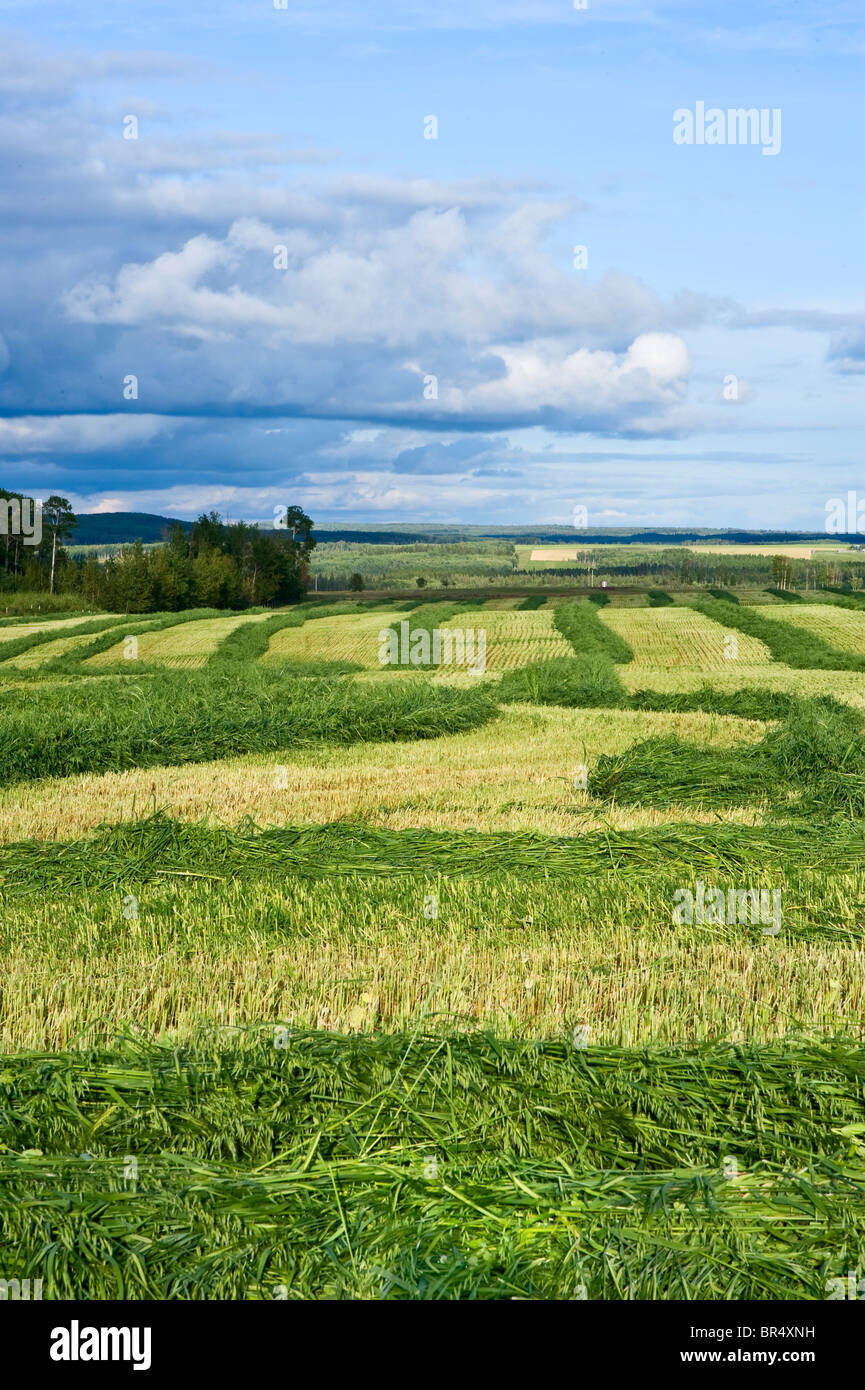 A image of a farm field with rows of cut grass Stock Photo - Alamy
