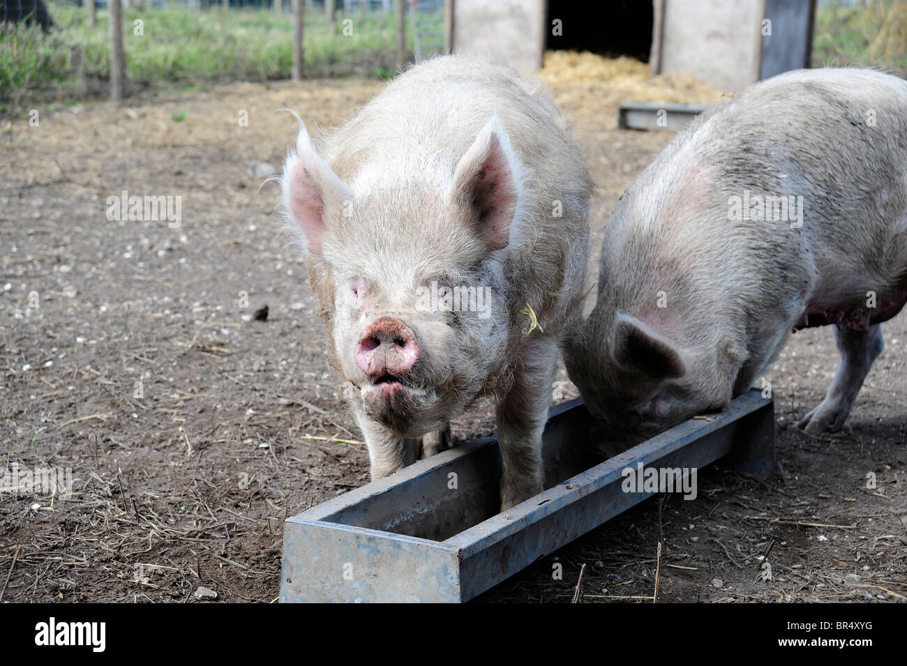 The Middle White is a rare but distinctive breed Stock Photo - Alamy