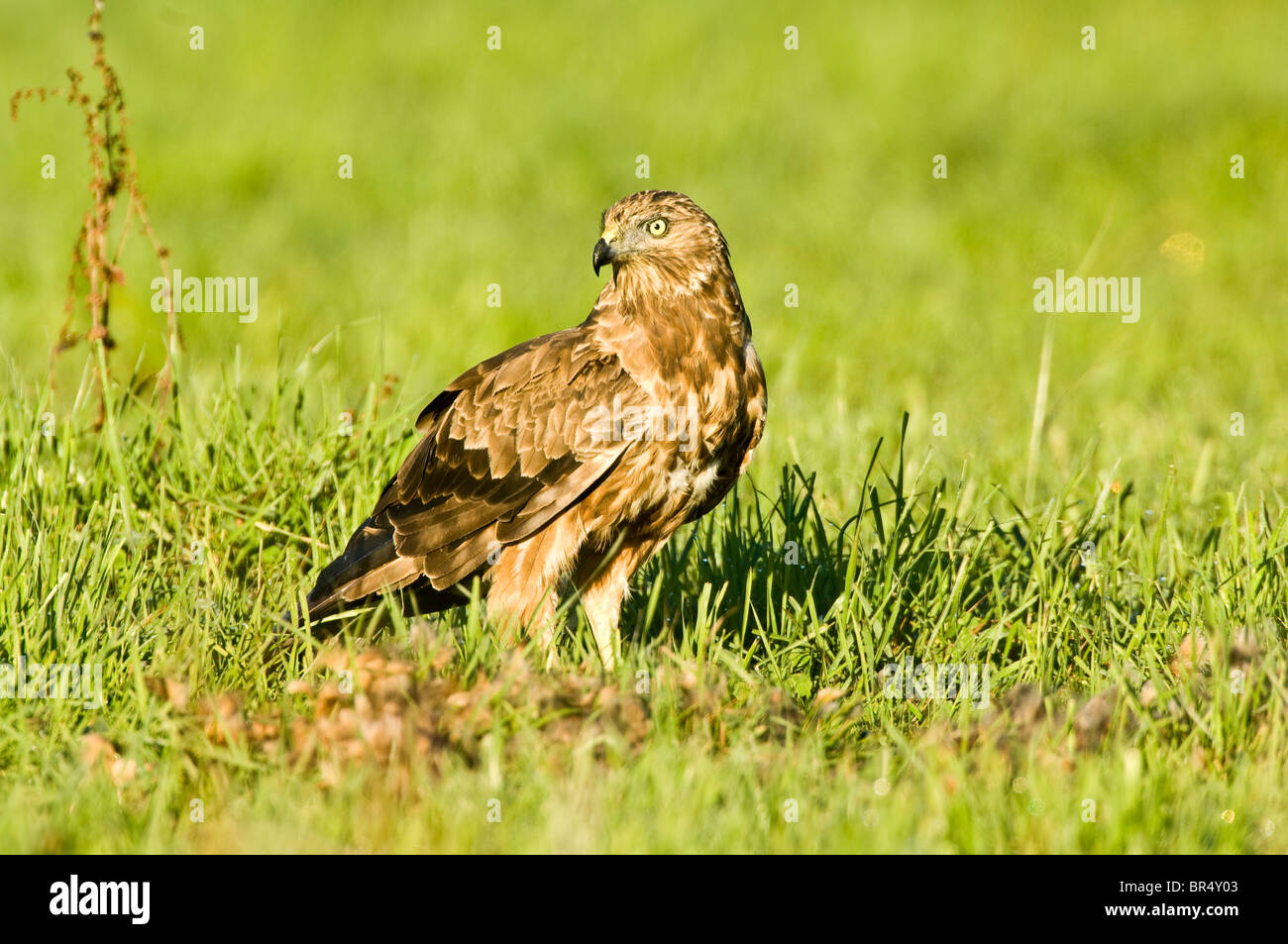 New Zealand, South Island, Karamea. Australasian Harrier (Circus ...