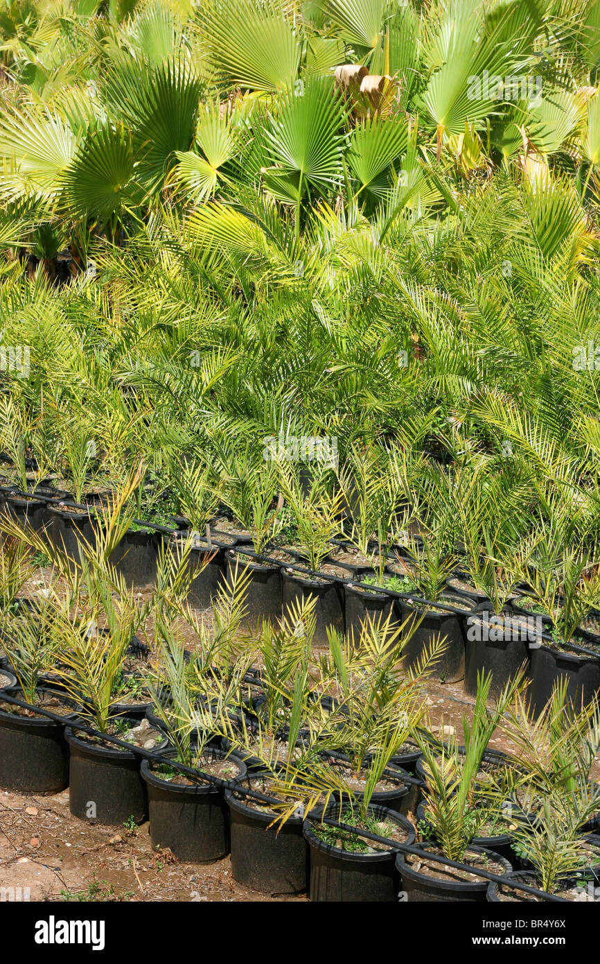 Palm trees in a garden centre Stock Photo - Alamy