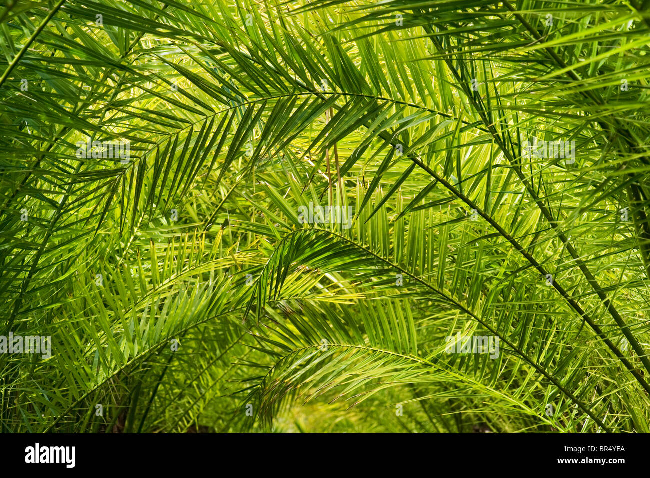 Palm trees in a garden centre Stock Photo - Alamy