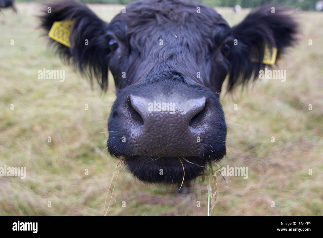 Cow face hi-res stock photography and images - Alamy