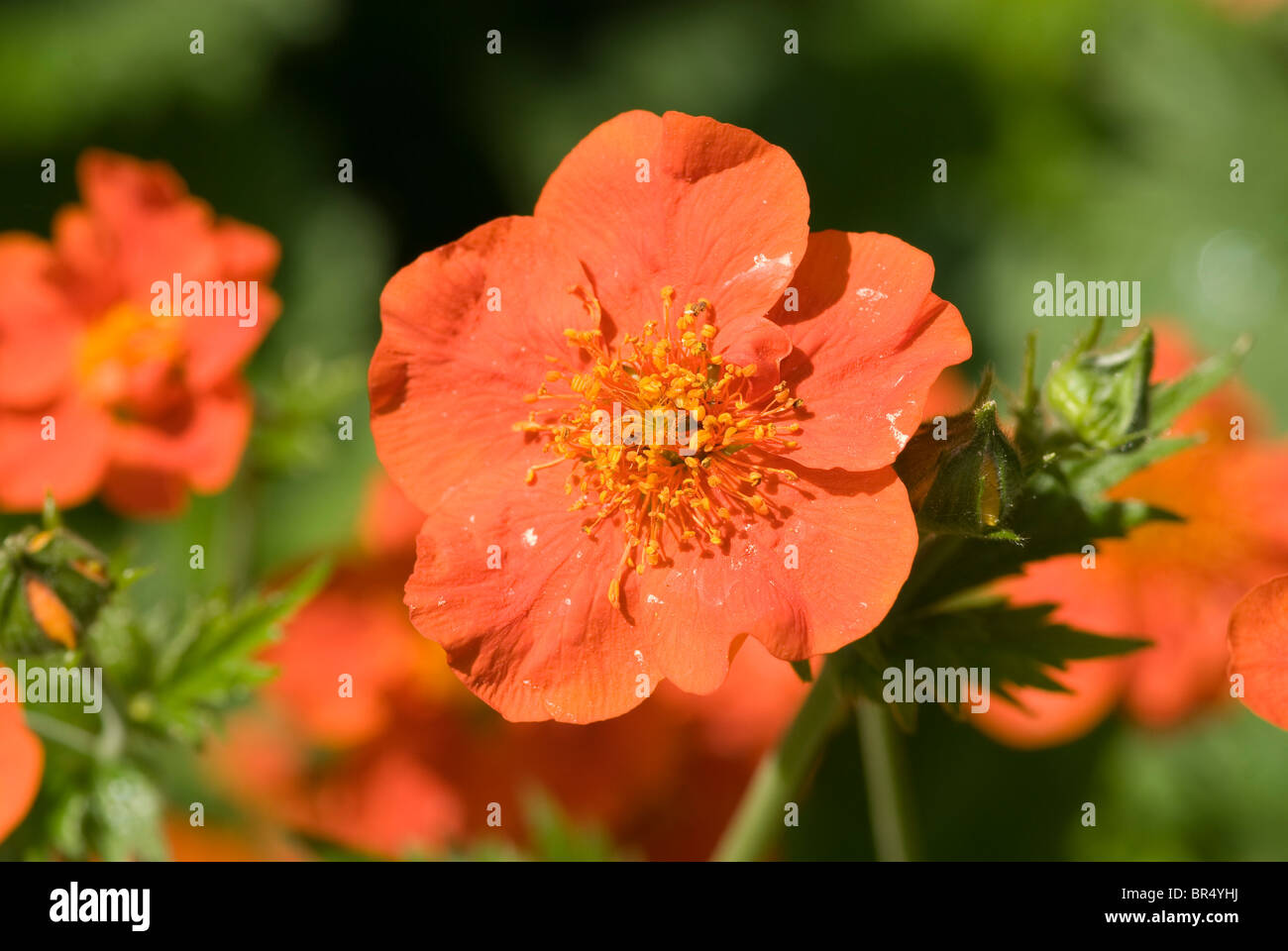 Orange geum geum coccineum flower hi-res stock photography and images ...