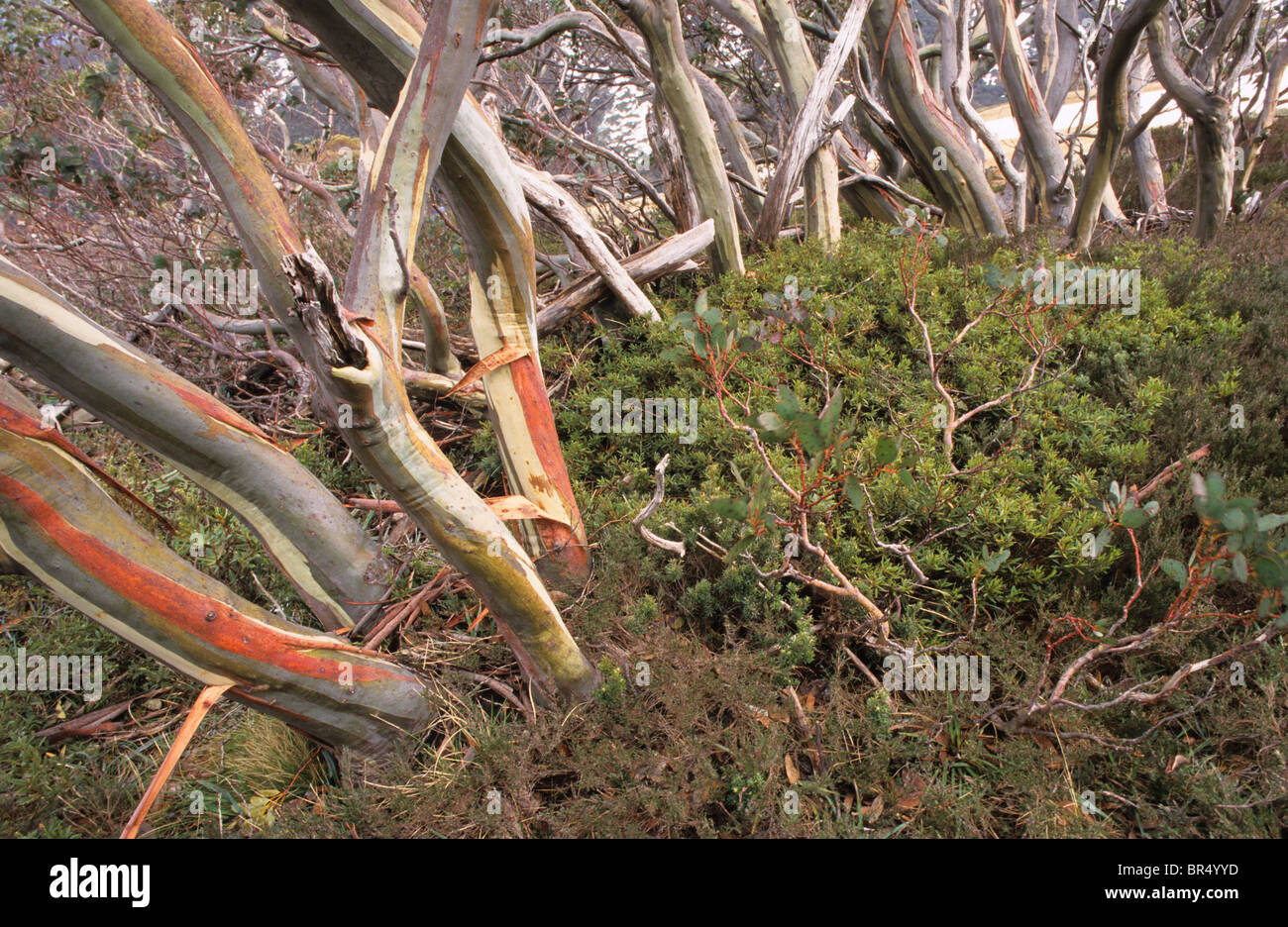 Snow Gums, Eucalyptus pauciflora, in an alpine meadow, Alpine National ...