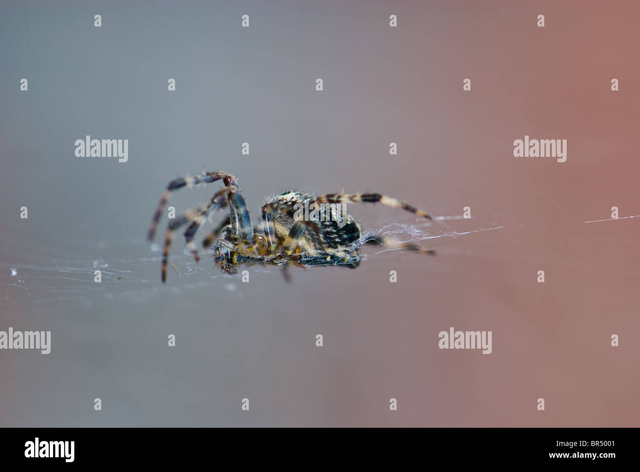 Strike trap hi-res stock photography and images - Alamy