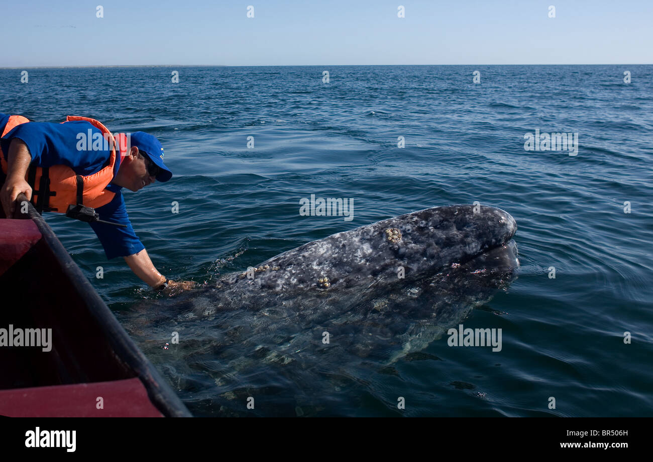 A tourist guide pets a gray whale in the Ojo de Liebre Lagoon near the ...