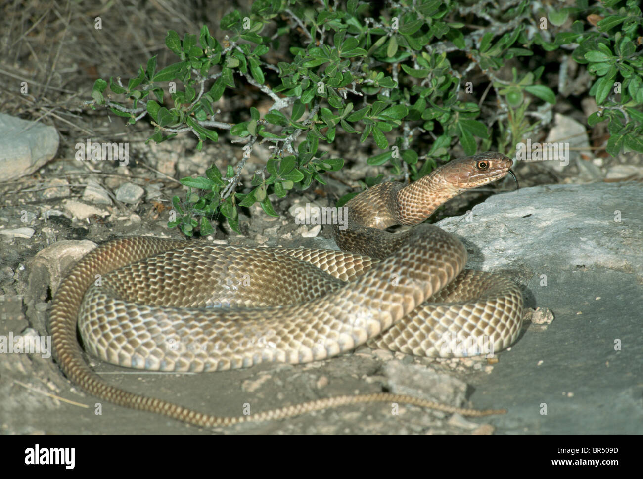 Coachwhip snake hi-res stock photography and images - Alamy