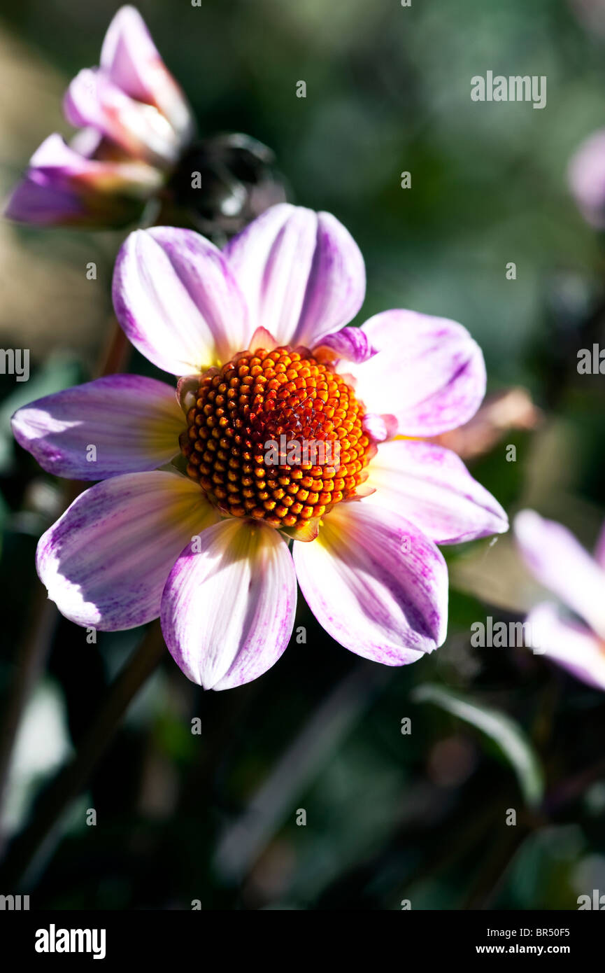 Mignon Dahlia Dahlia Stock Photos & Mignon Dahlia Dahlia Stock Images ...