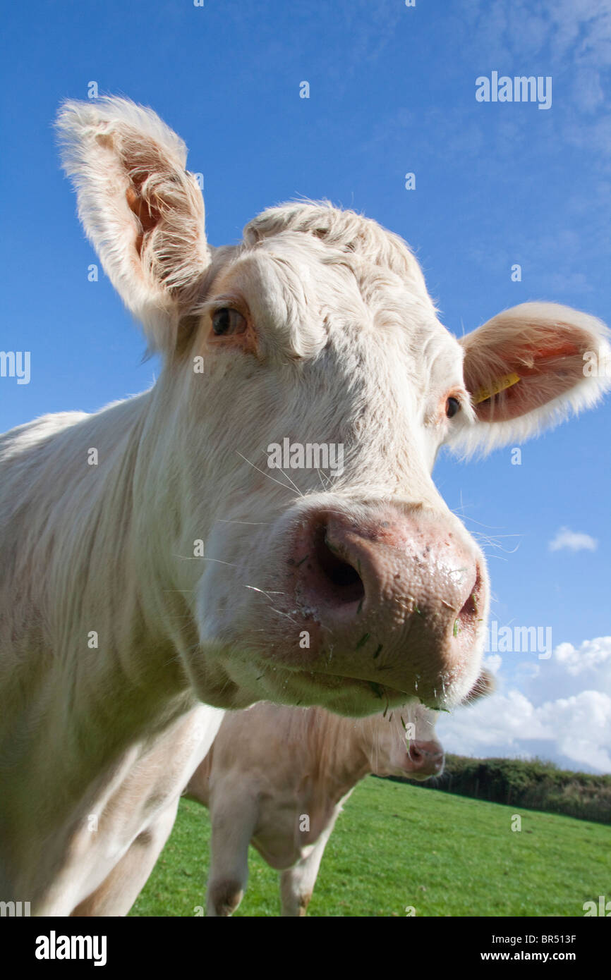 Milking female Cow (Bos taurus) white head facing closeup. beef animal ...