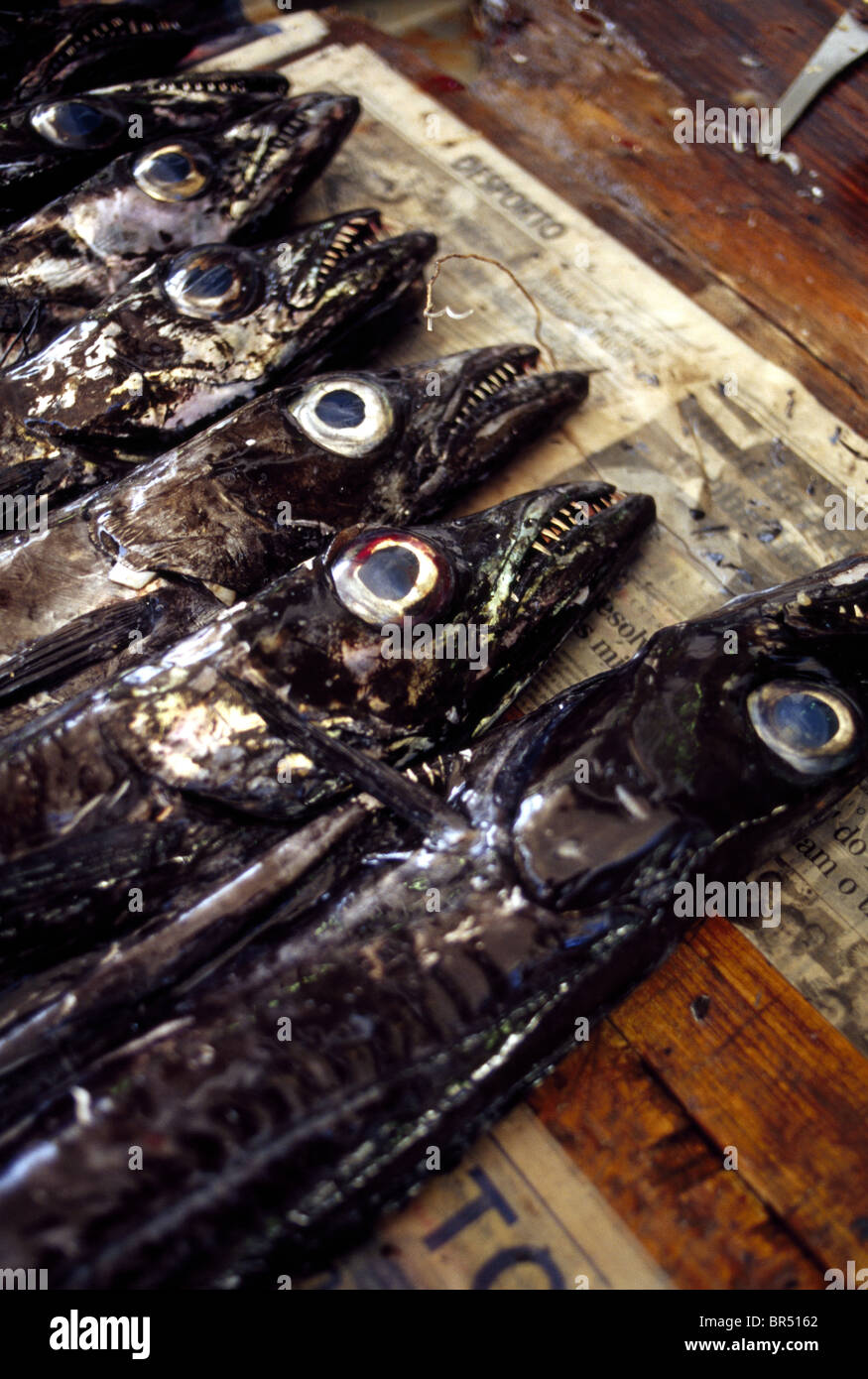 Black scabbardfish, Aphanopus carbo, Funchal, Madeira, Portugal Stock ...