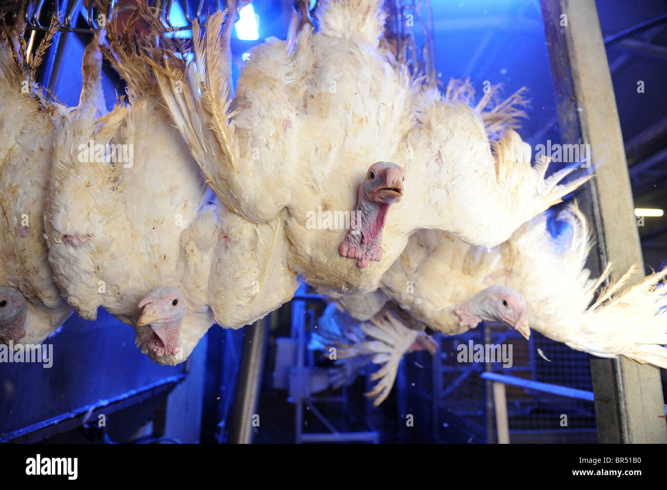 Monsols (69): "Corico" turkey slaughterhouse Stock Photo - Alamy