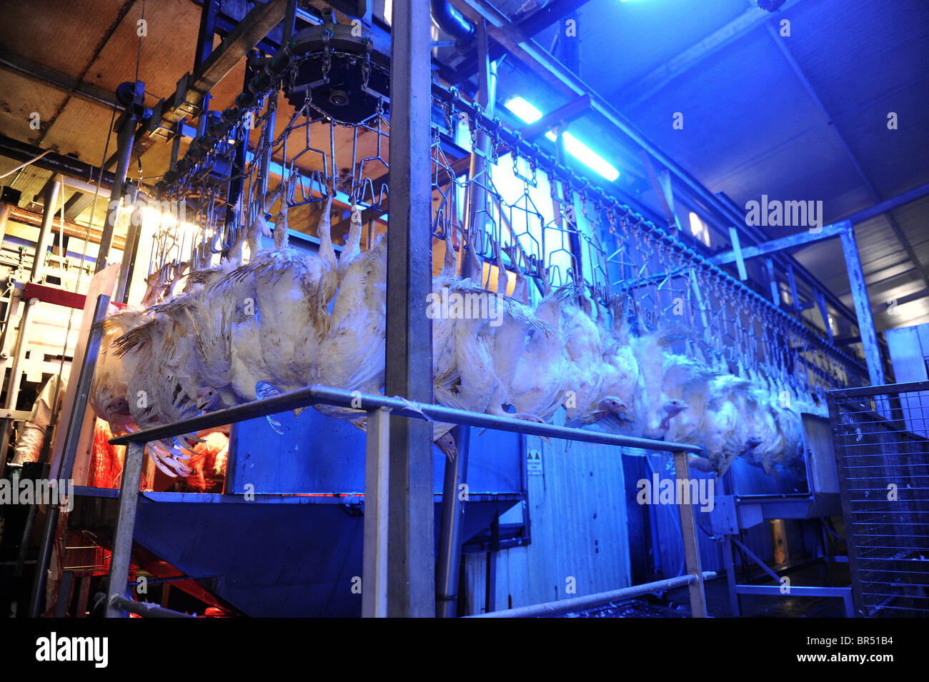 Monsols (69): "Corico" turkey slaughterhouse Stock Photo - Alamy