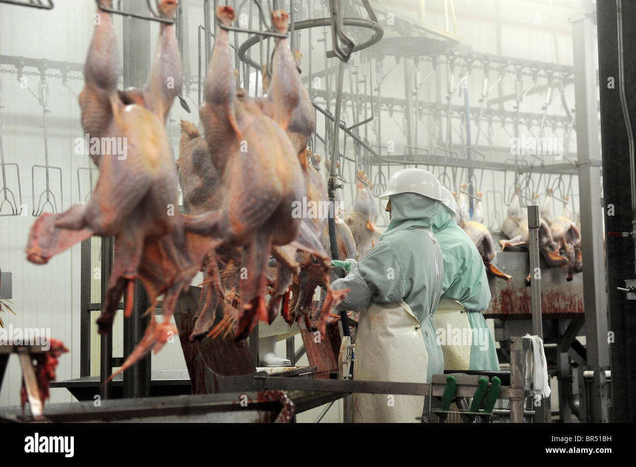 Breeding certificate hi-res stock photography and images - Alamy