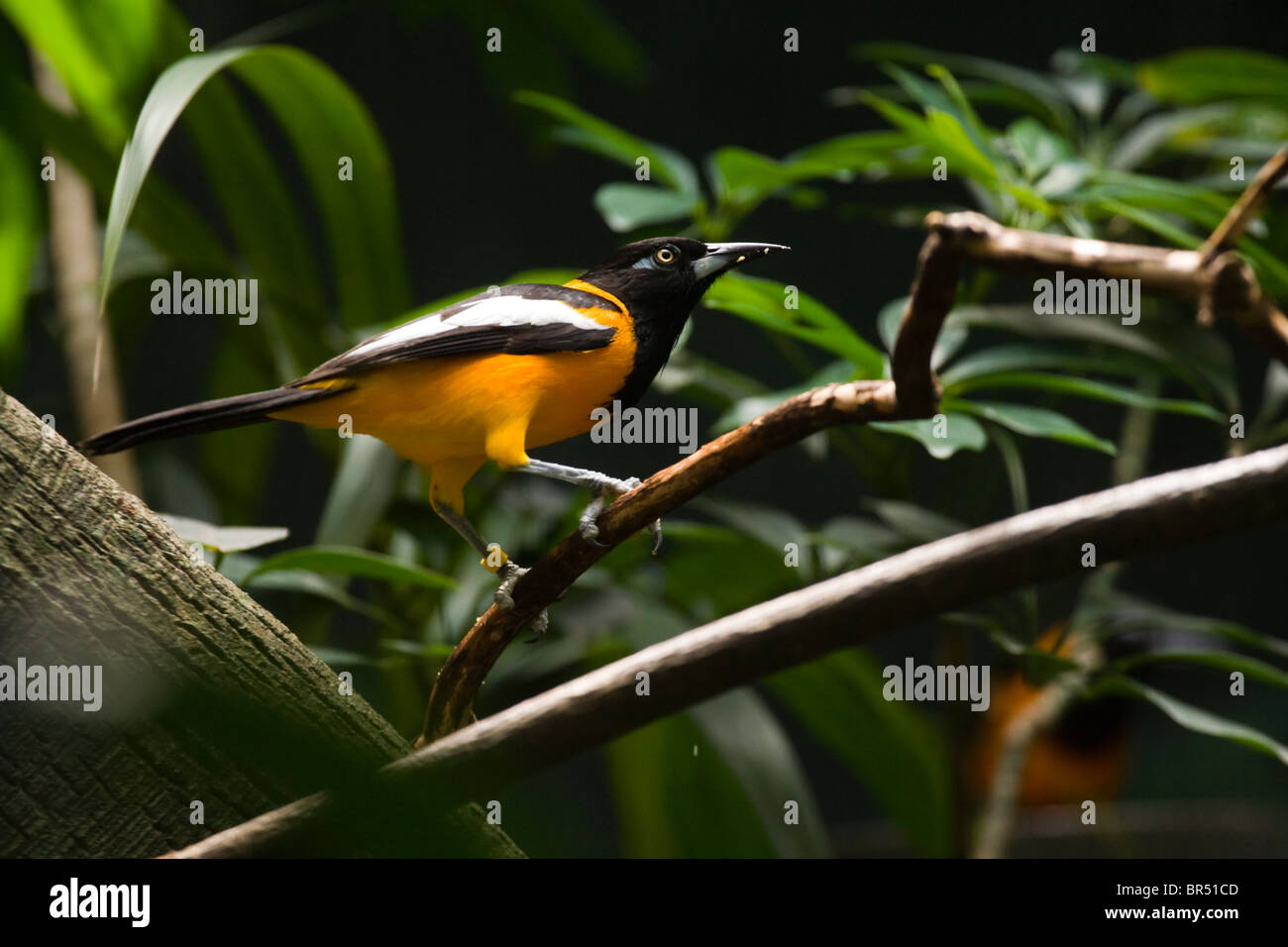 Male Venezuelan Troupial (Icterus icterus) at a zoo in Seattle ...