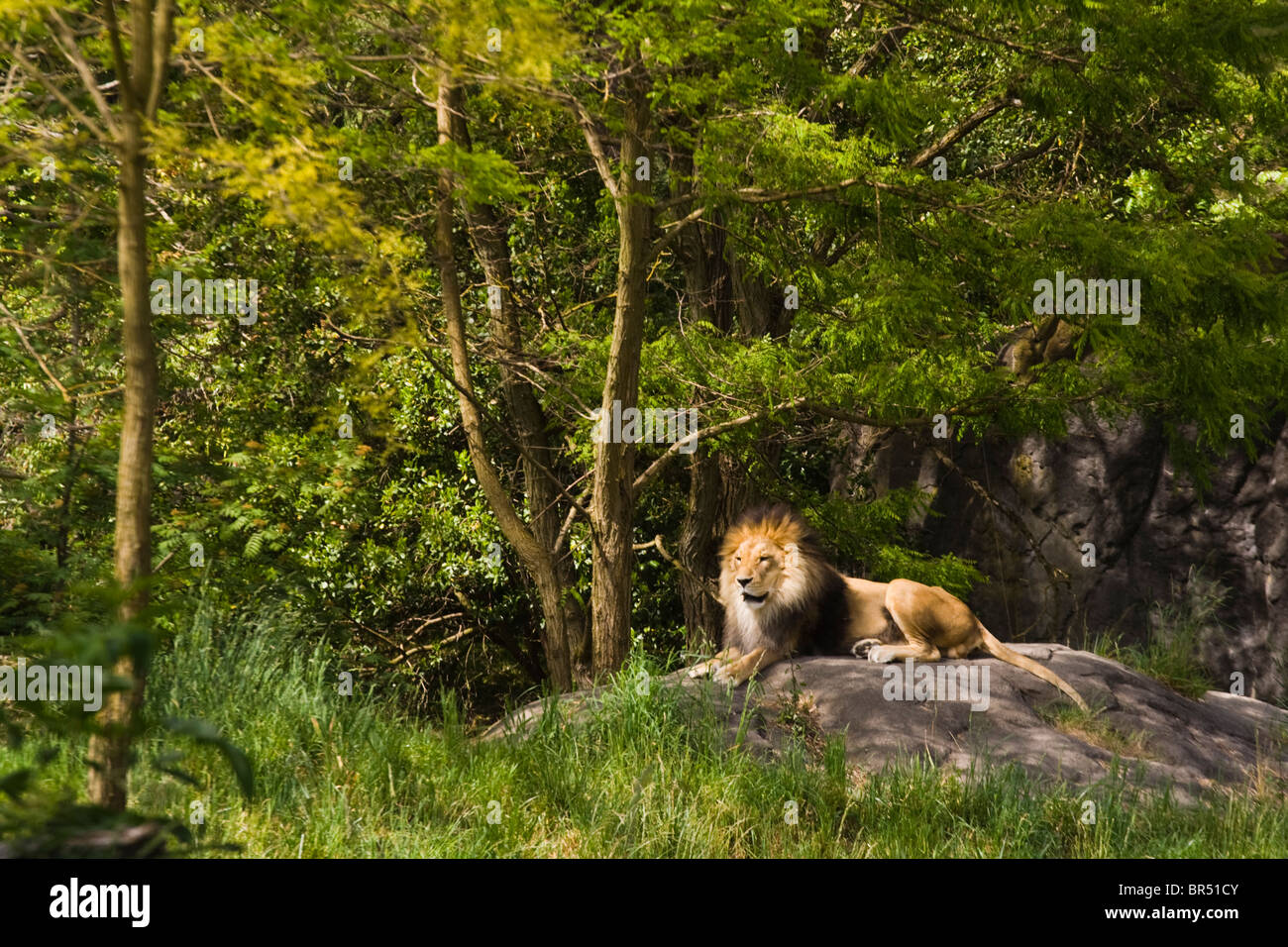 Male African lion (Panthera leo) at a zoo in Seattle Washington Stock ...