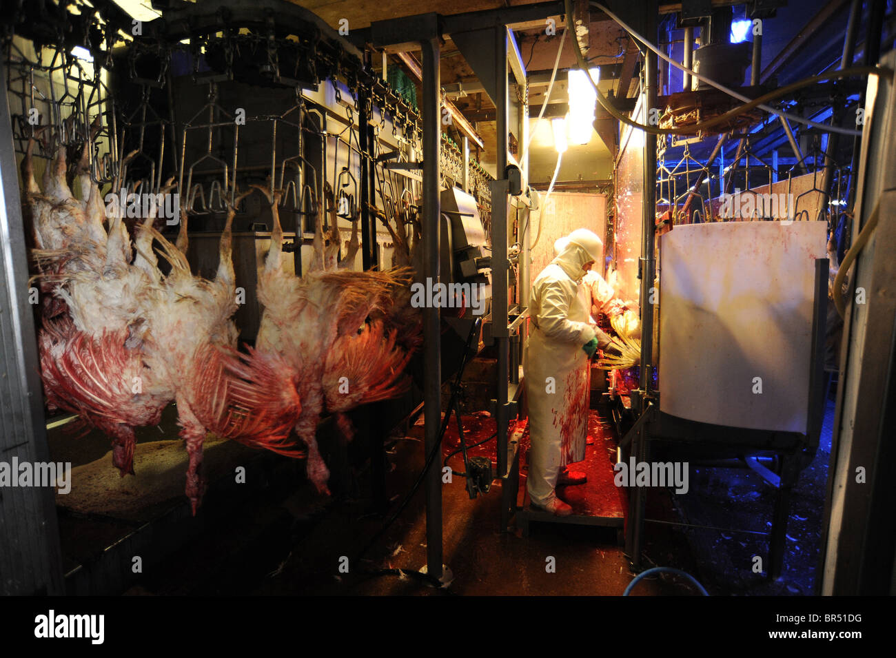 Poultry slaughterhouse food processing hi-res stock photography and ...