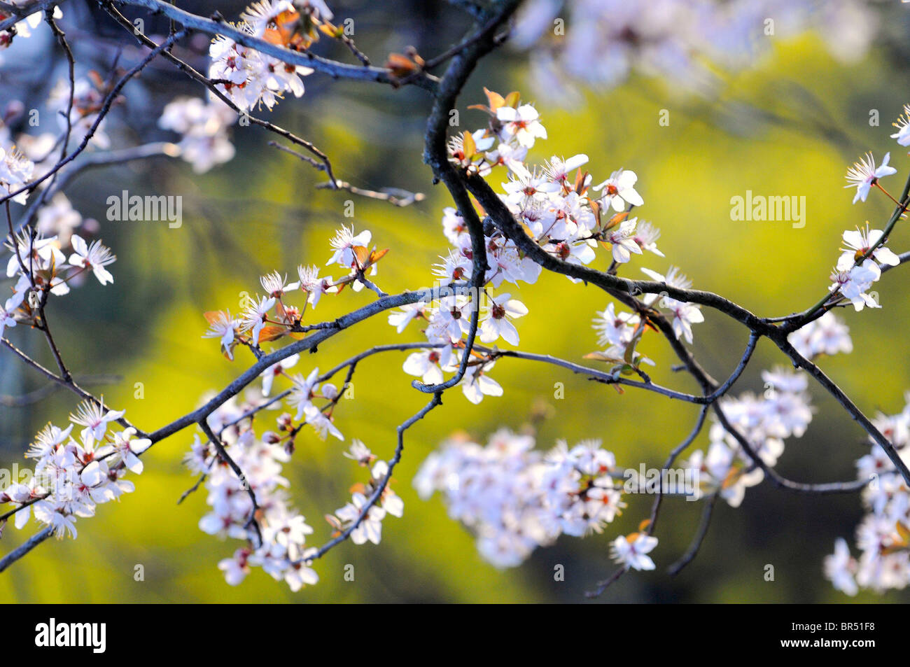 Plum tree in bloom Stock Photo - Alamy