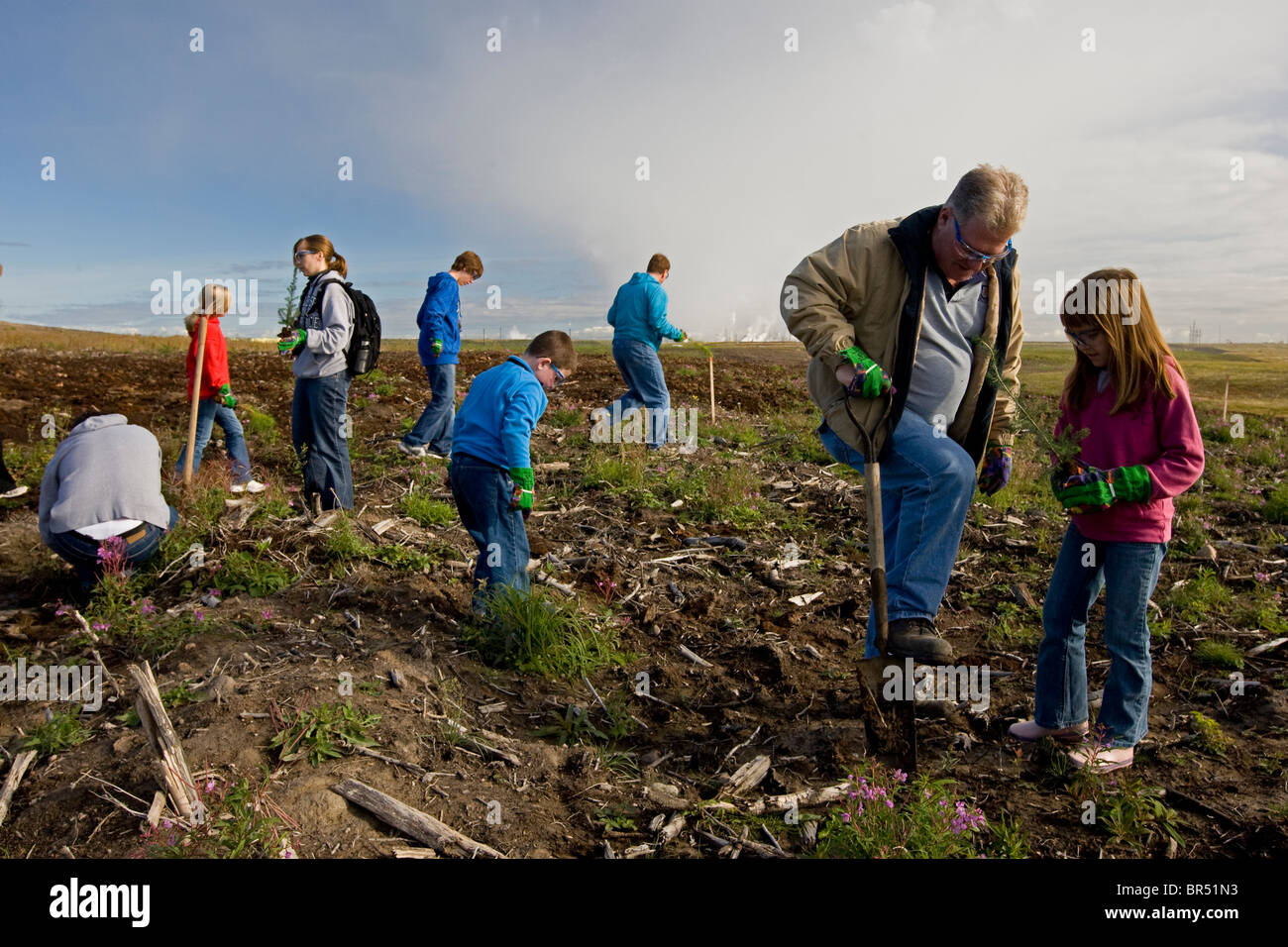 Tree planting Day on Reclaimed Land Syncrude Fort McMurray Canada Stock ...