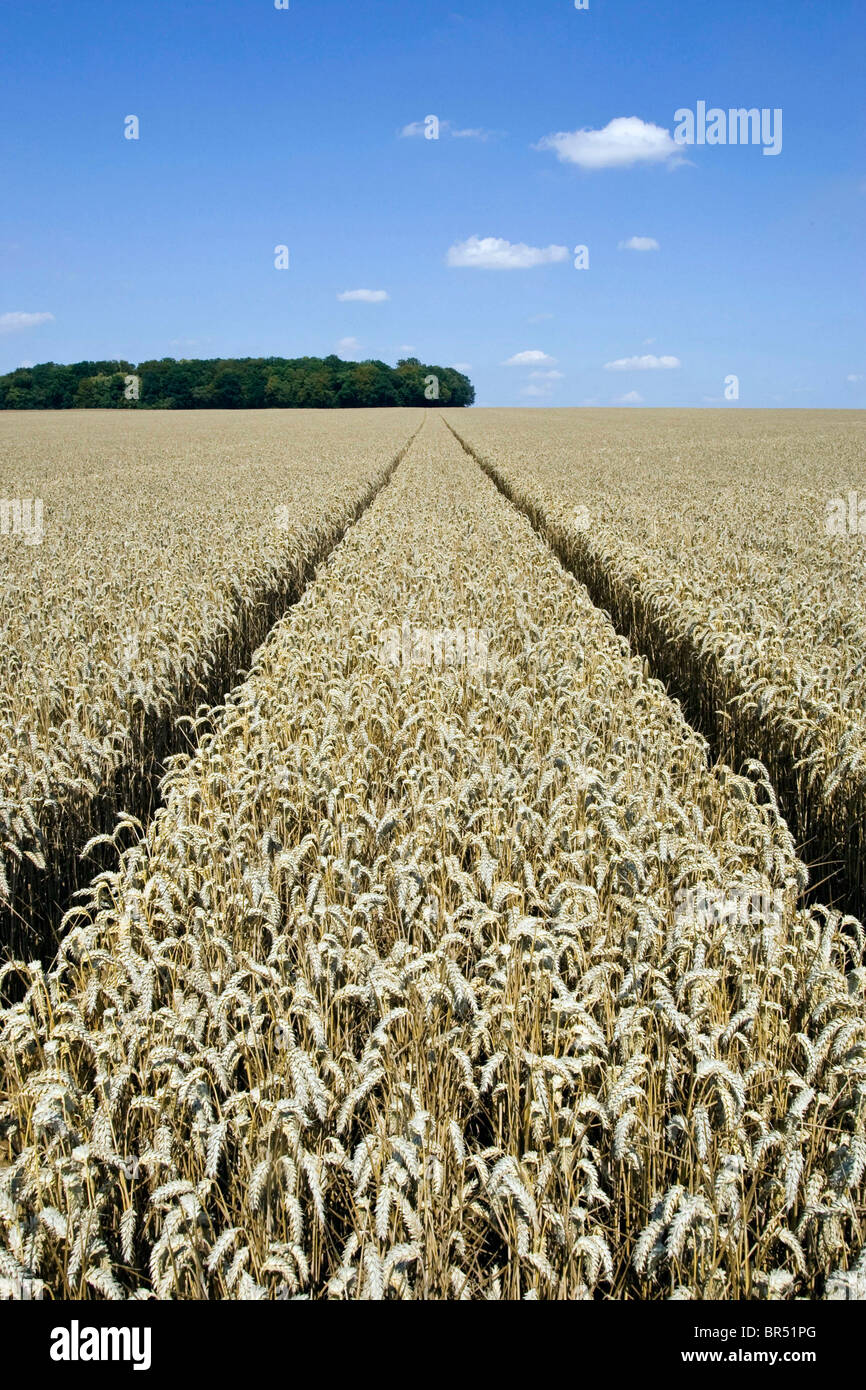 Ripe wheat field Stock Photo - Alamy