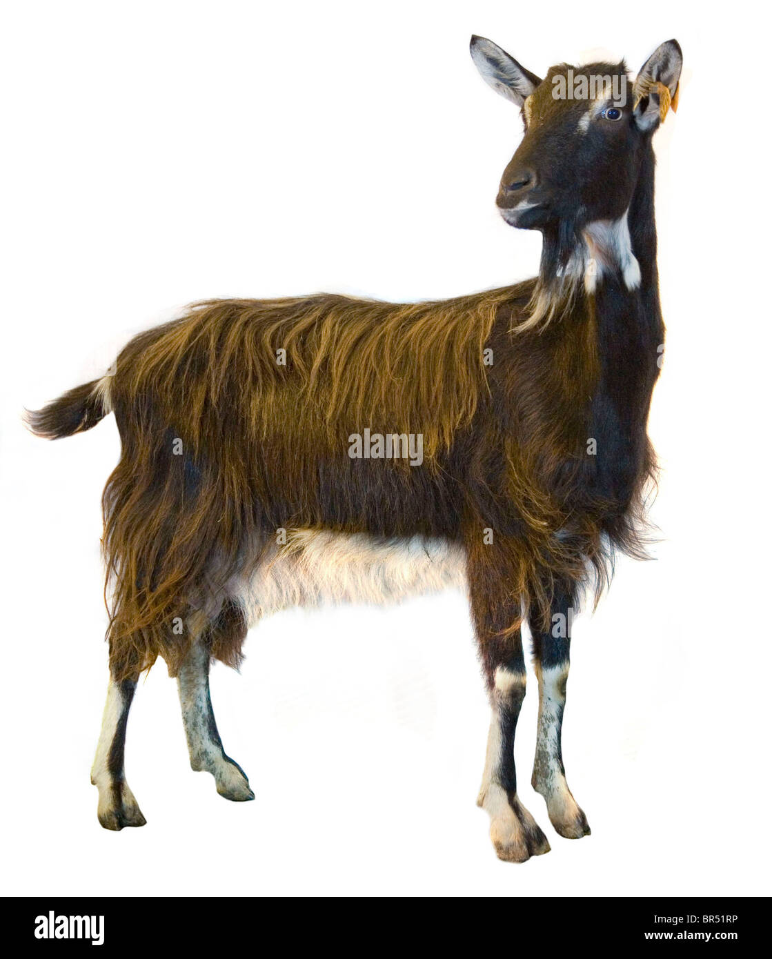 Itou hi-res stock photography and images - Alamy