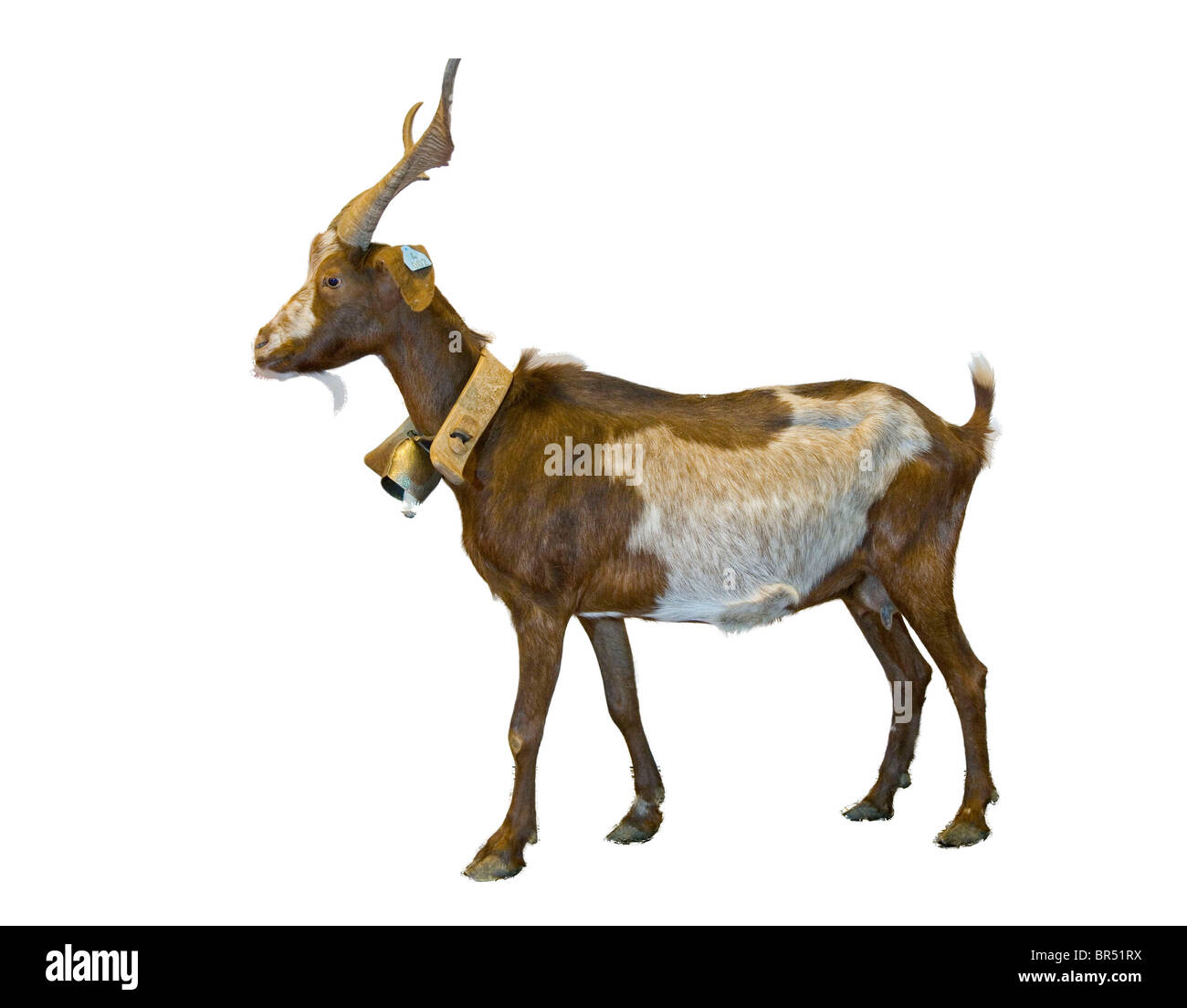 Rove goat hi-res stock photography and images - Alamy