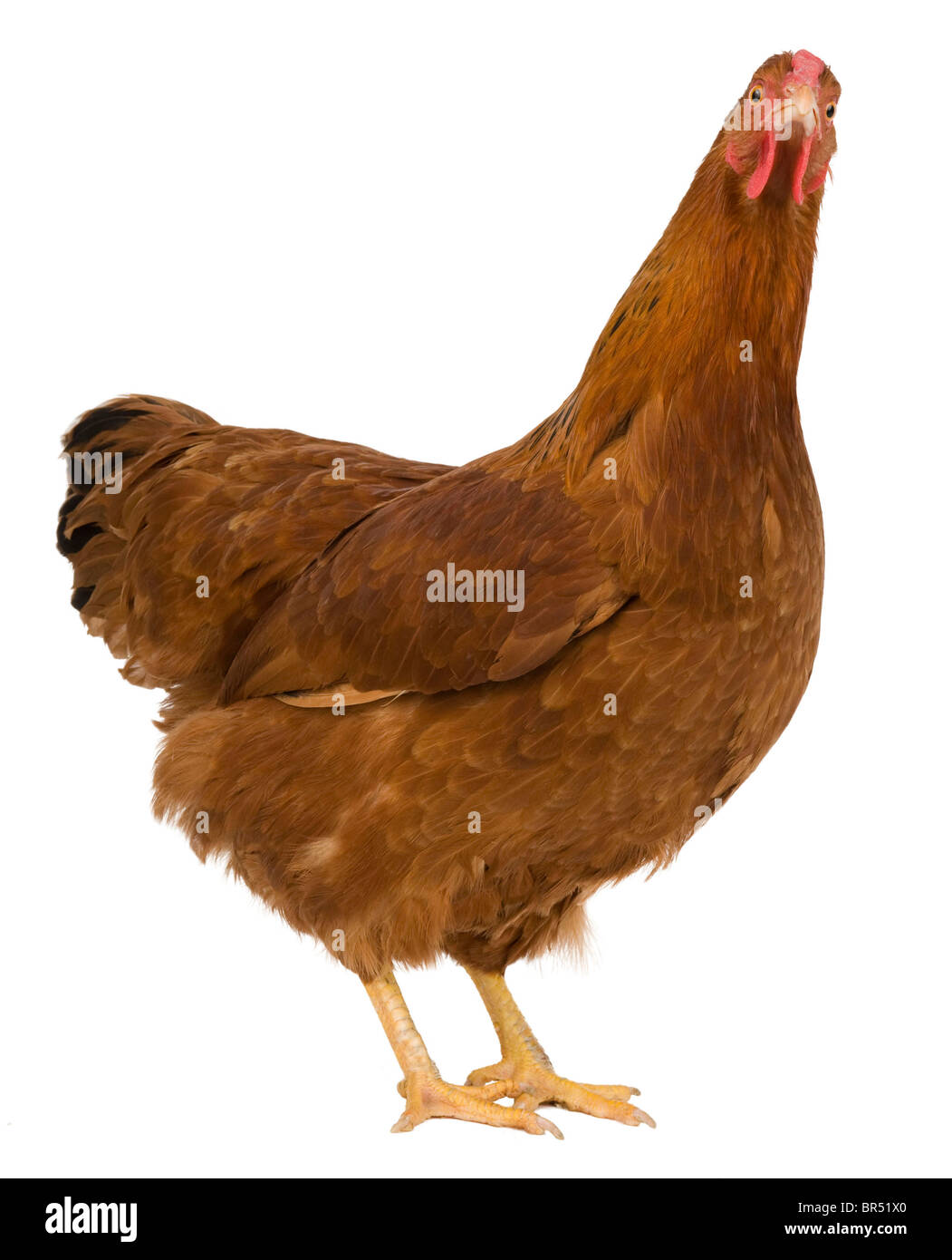 Dresden hen hi-res stock photography and images - Alamy