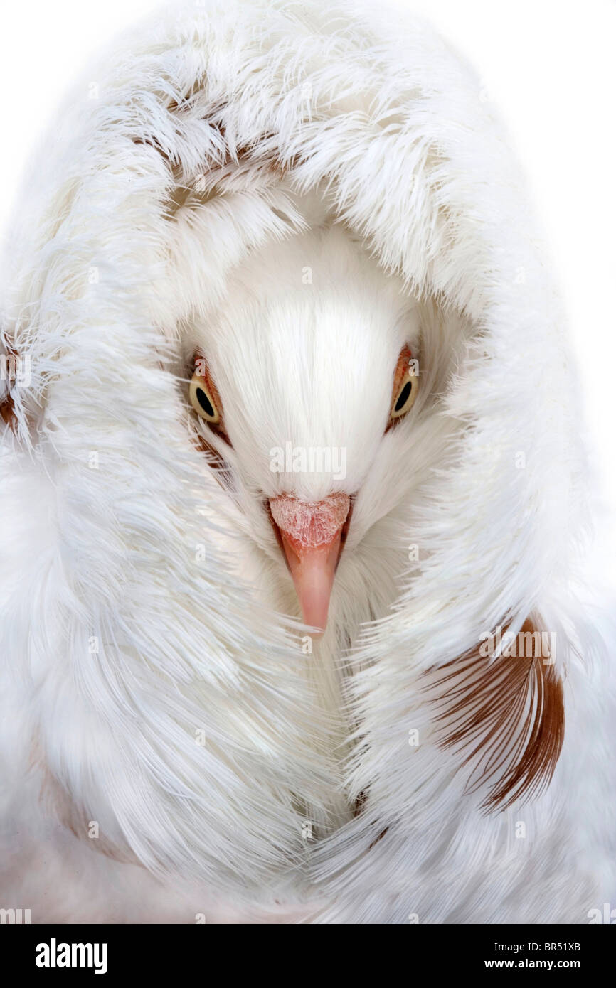 Capucin pigeon hi-res stock photography and images - Alamy