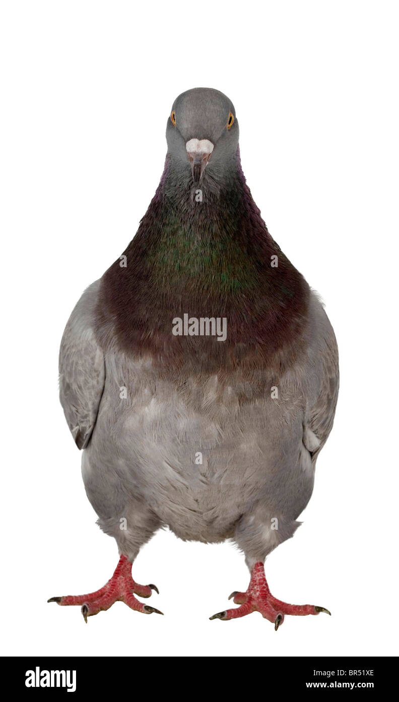 Height photo Cut Out Stock Images & Pictures - Alamy