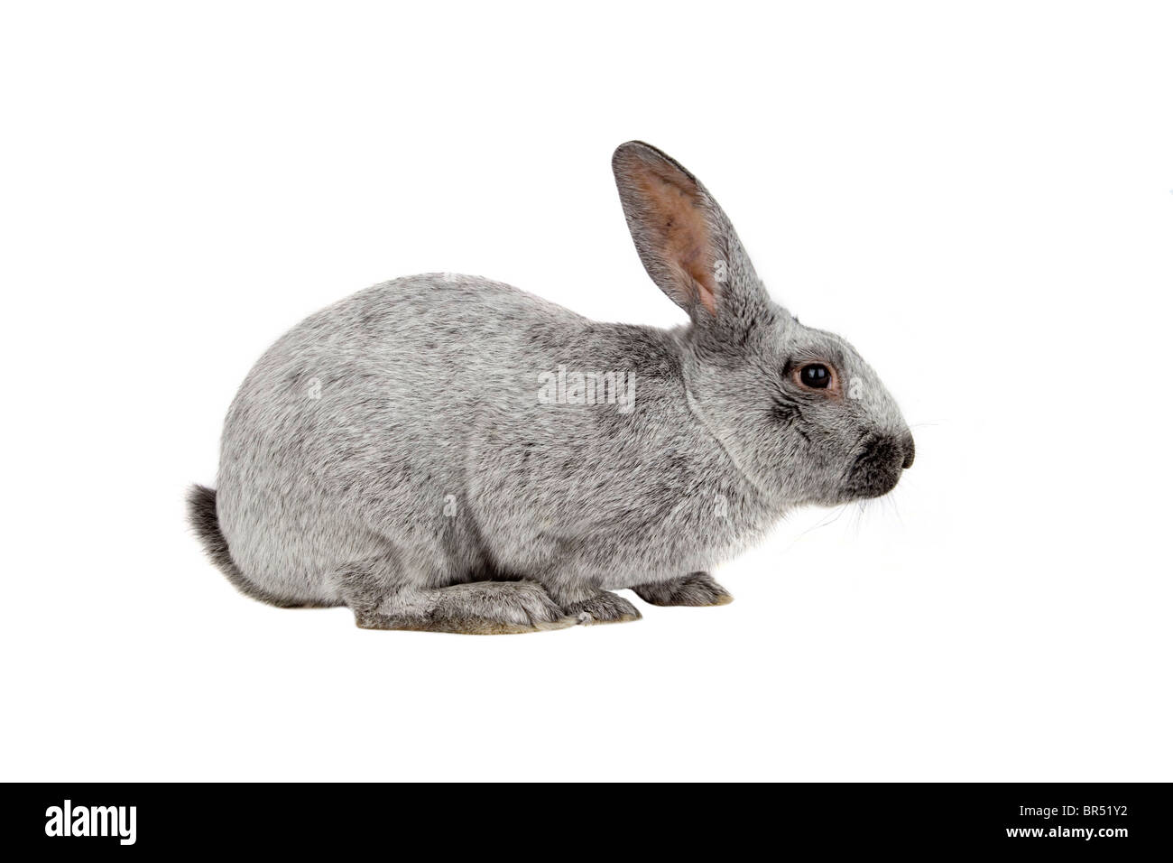 Argenté de Champagne (breed) rabbit Stock Photo - Alamy