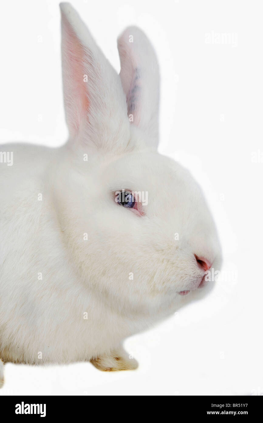 Vienna White Rabbit High Resolution Stock Photography and Images - Alamy