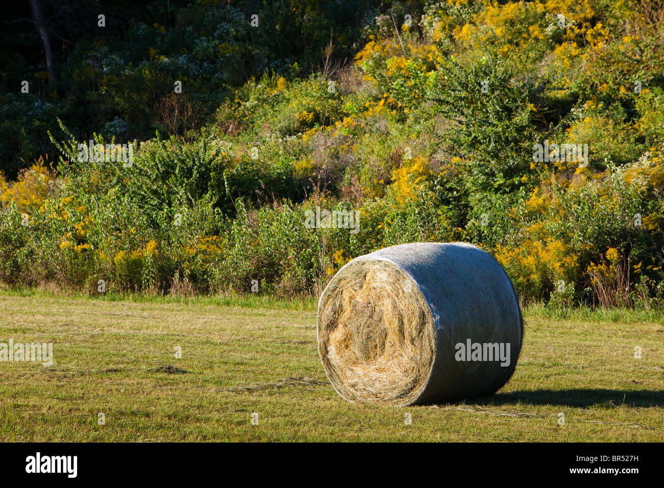 Iowa corn fields hi-res stock photography and images - Alamy