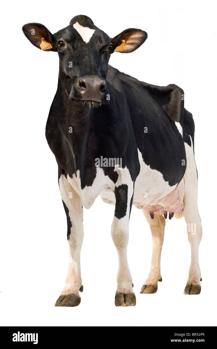 Holstein cow photo hi-res stock photography and images - Alamy