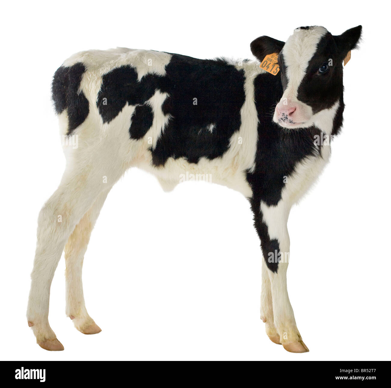 Width holstein cow hi-res stock photography and images - Alamy