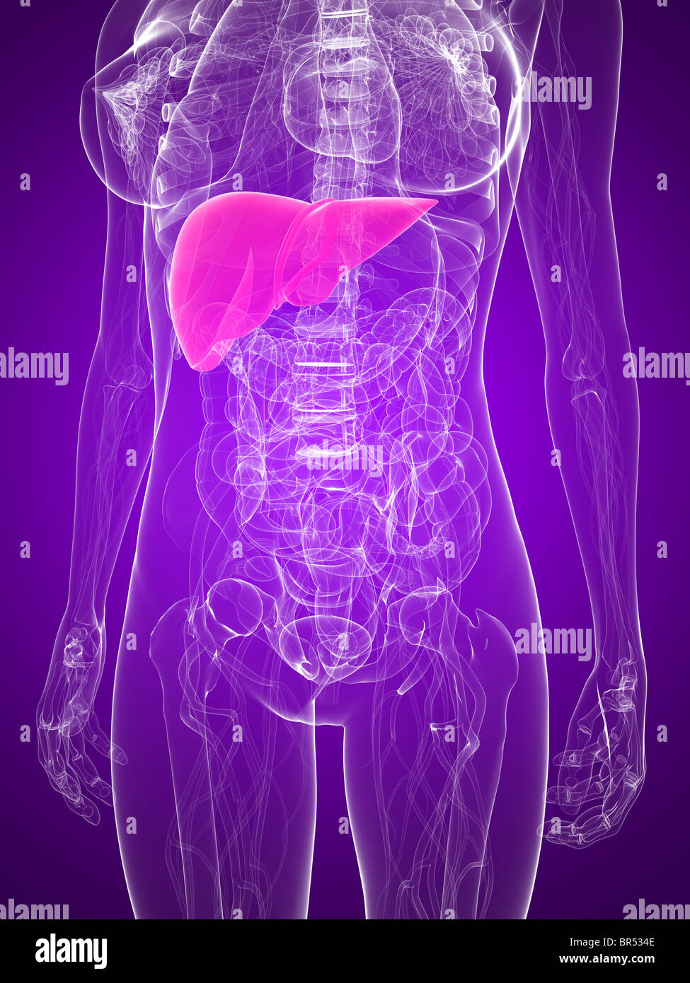 Liver and gallbladder hi-res stock photography and images - Alamy