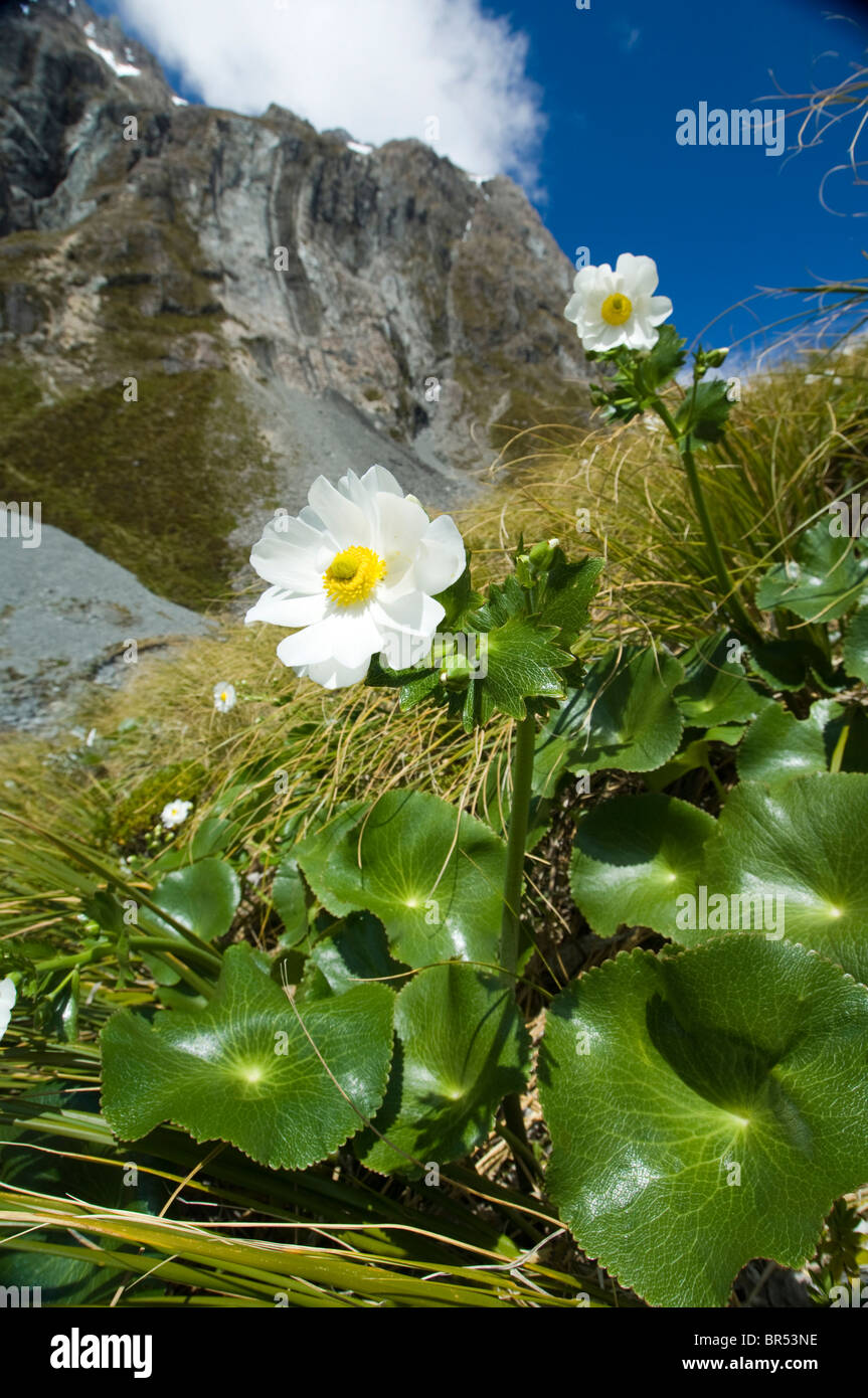 New Zealand, South Island, Arthurs Pass National Park. Great muntain ...