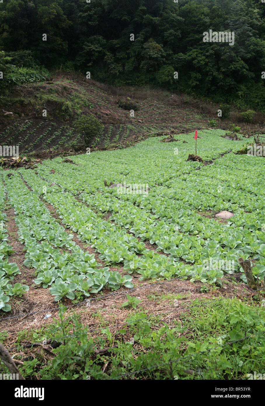 Rural farming at Cerro Punta, Chiriqui, Panama Stock Photo - Alamy