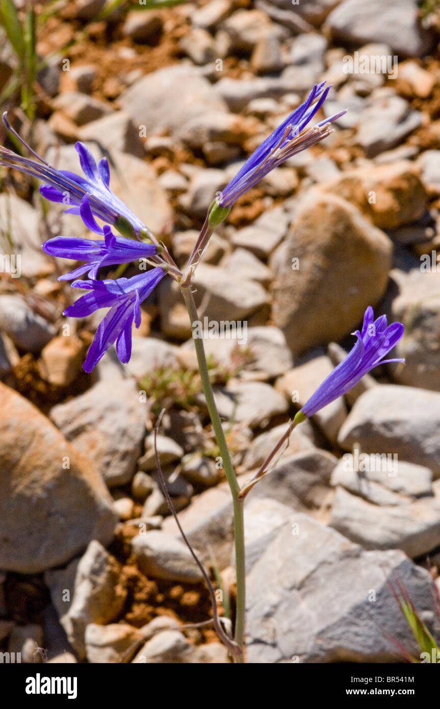 Israel, Hermon Mountain Ixiolirion tataricum, commonly known as the ...
