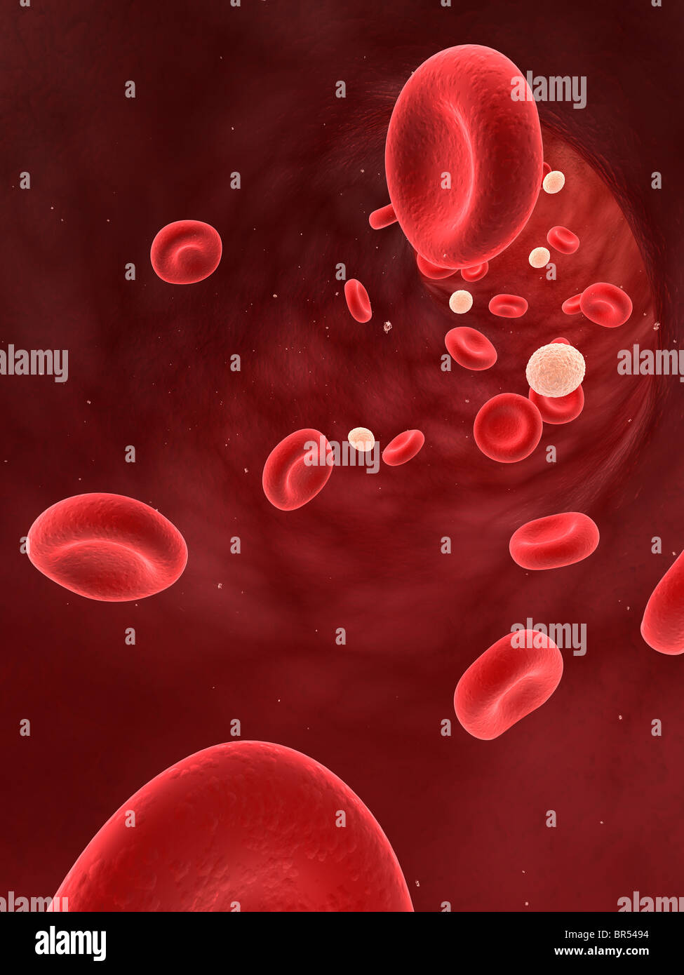 Human blood cells microscopic hi-res stock photography and images - Alamy