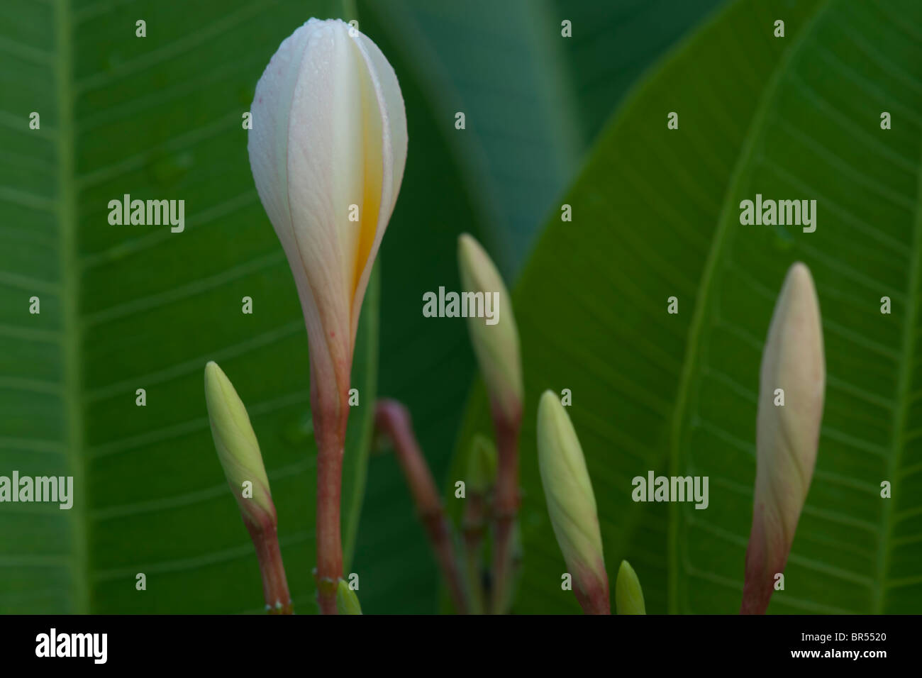 Colourful buds hi-res stock photography and images - Alamy