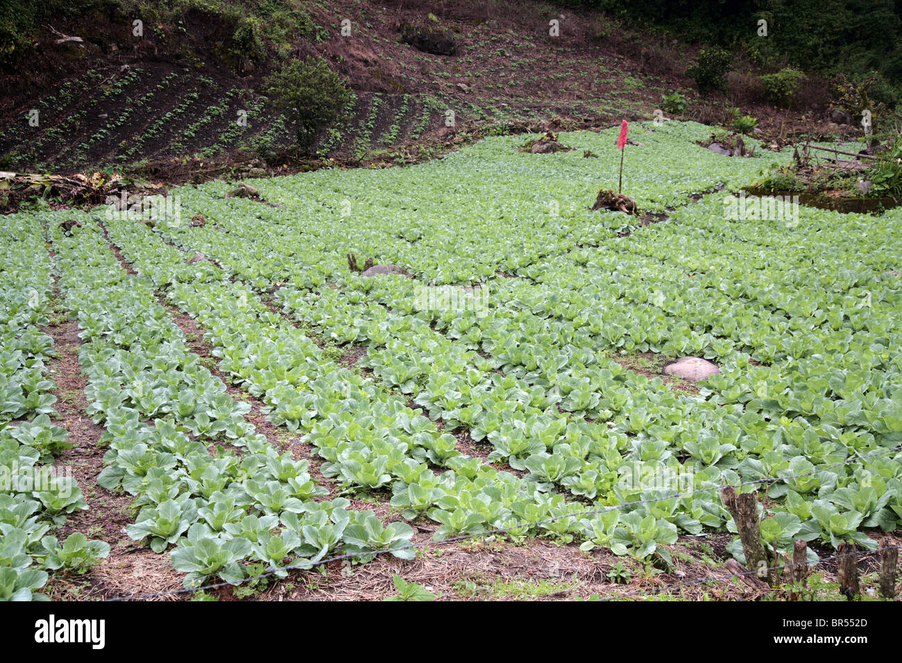 Rural farming at Cerro Punta, Chiriqui, Panama Stock Photo - Alamy