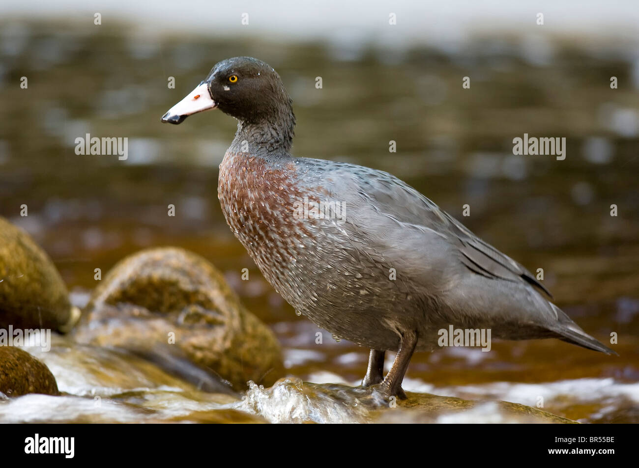New Zealand, South Island, Karamea. Blue Duck (Hymenolanimus ...