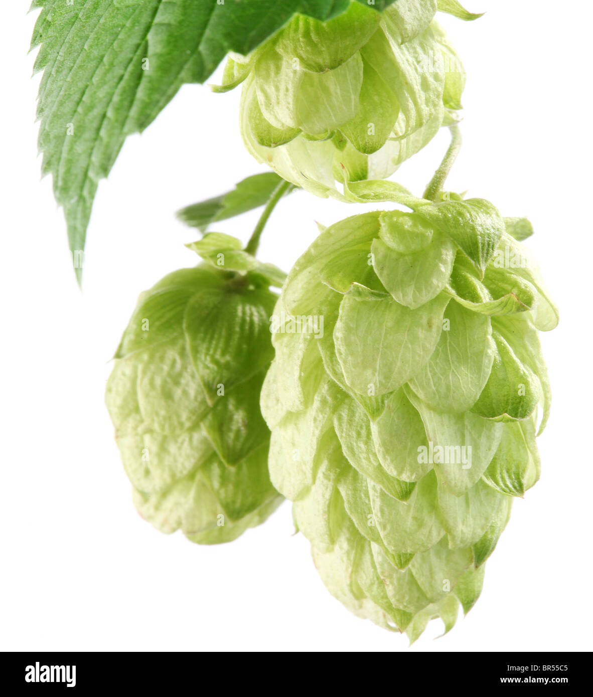 branch of hops on a white background Stock Photo - Alamy