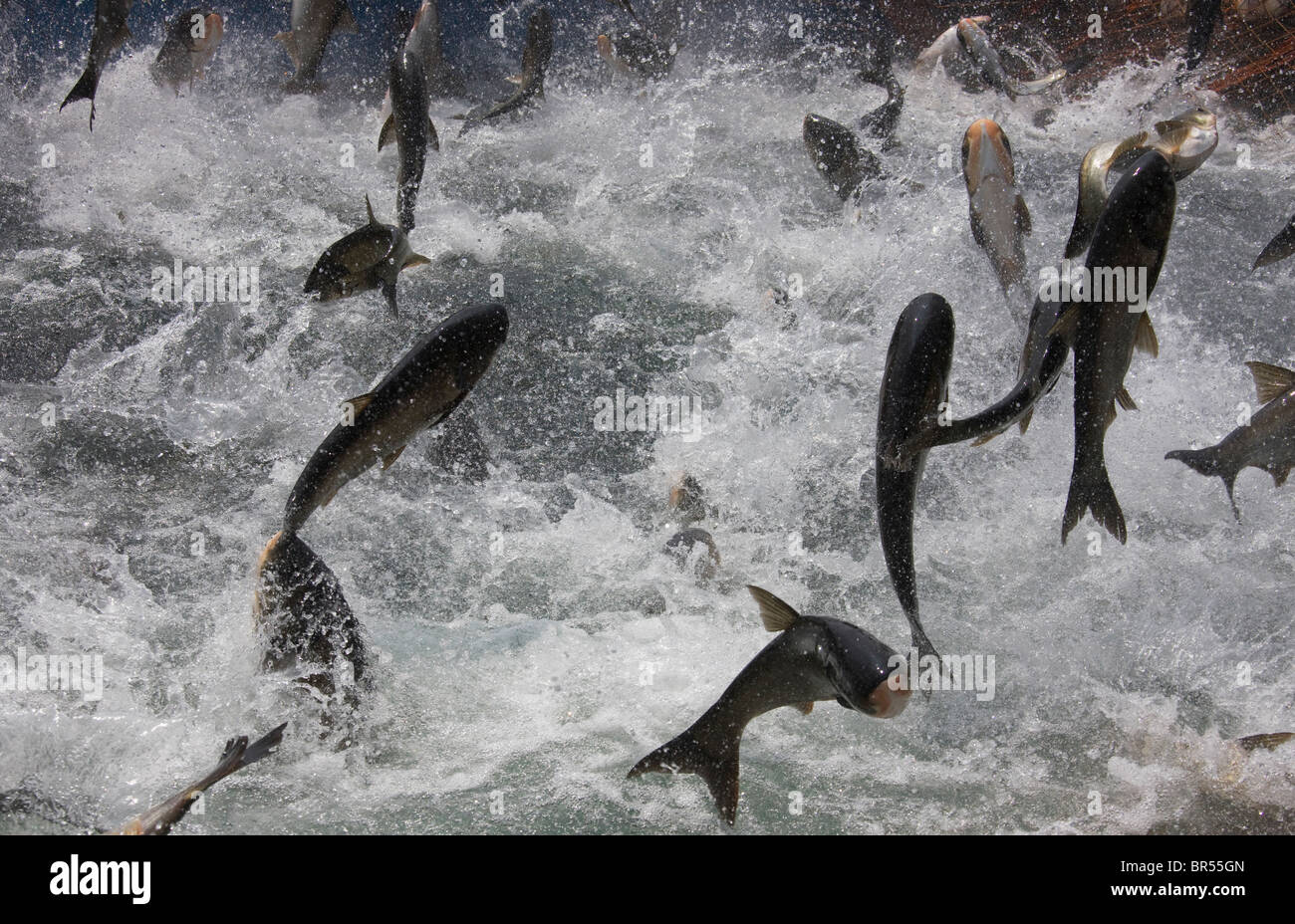 Fish jumping, Qiandao Lake (Thousand Island Lake), Jiande, Zhejiang ...