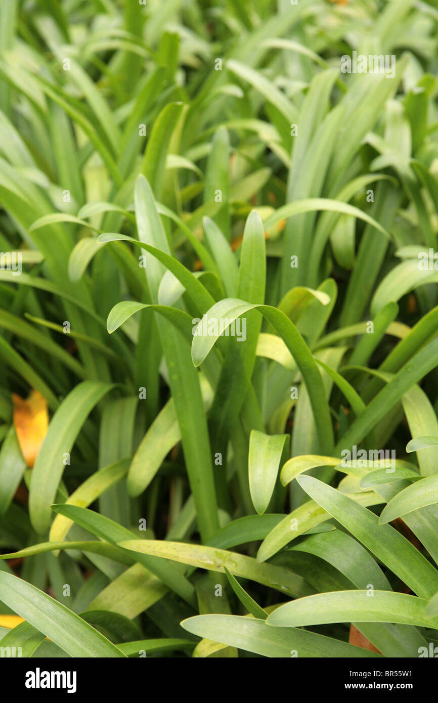 Vegetation seen from a short distance Stock Photo - Alamy