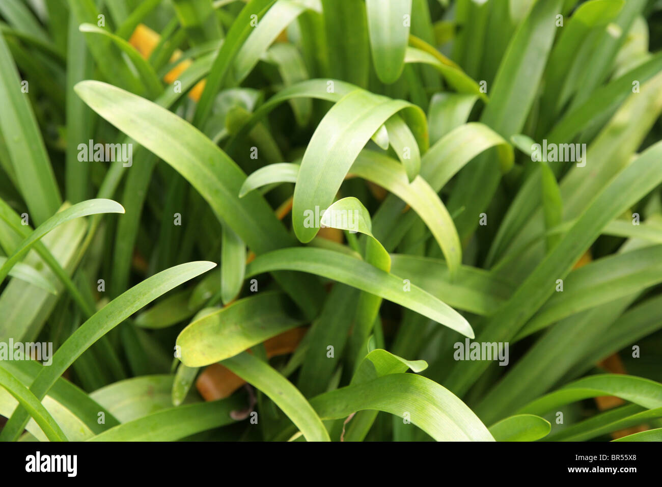 Vegetation seen from a short distance Stock Photo - Alamy