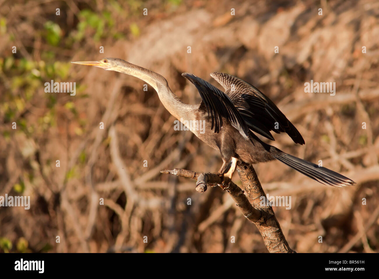 American anhinga hi-res stock photography and images - Alamy