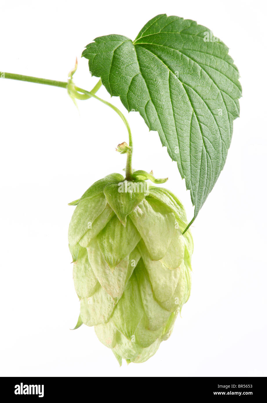 branch of hops on a white background Stock Photo - Alamy